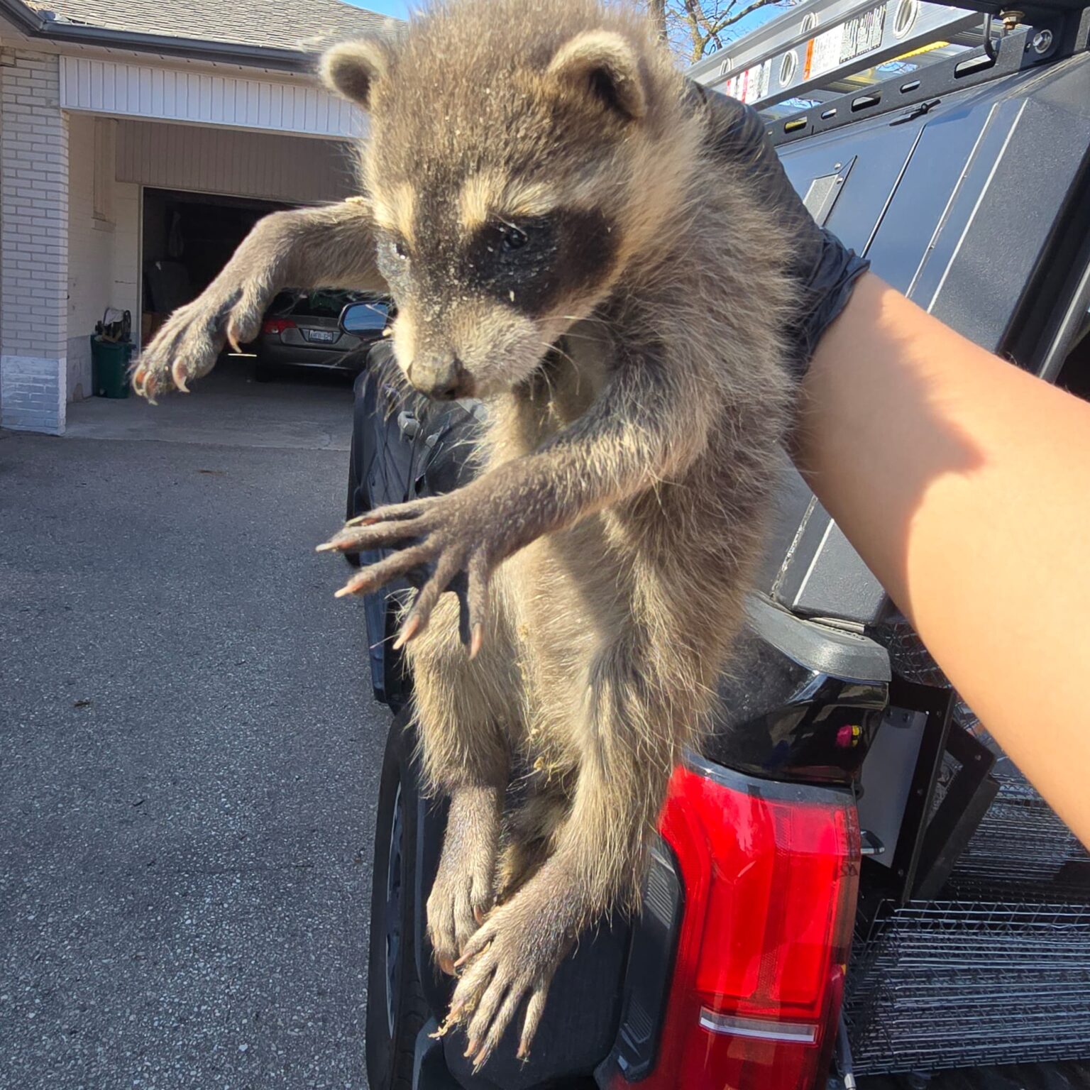 Emergency Wildlife Removal Toronto | 24-Hour GTA Wildlife Services